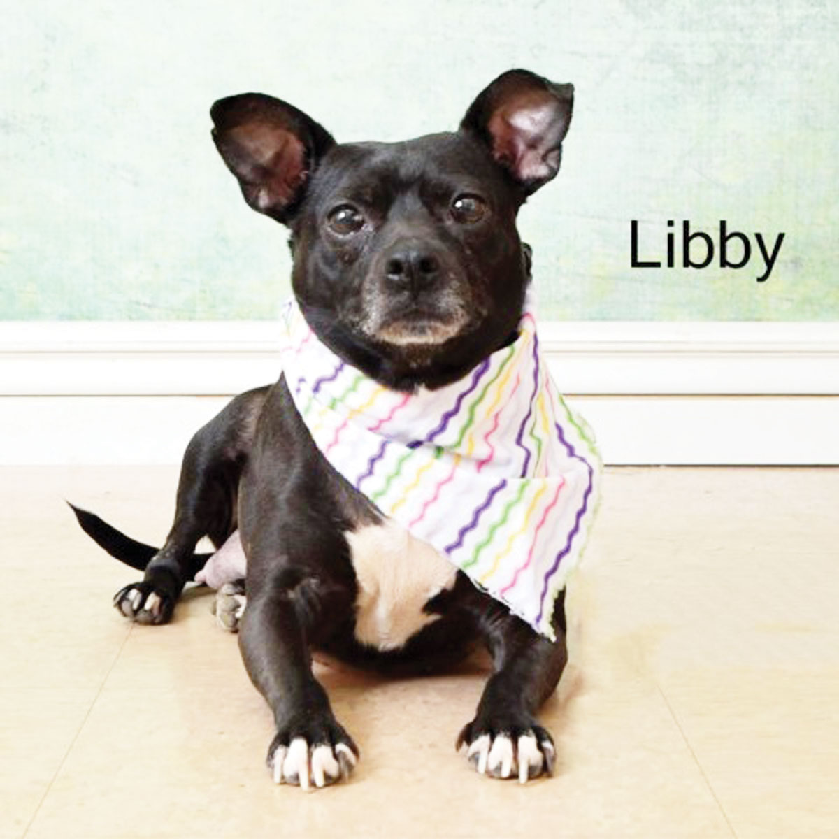 06-13-24-Furever-Dogs—Libby-tle | News, Sports, Jobs - News and Sentinel